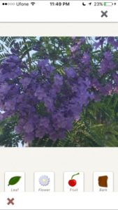 How To Identify Any Plant With Just A Photo Of It